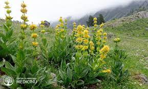 Ugrožene vrste biljaka u Srbiji – ALTERNATIVA